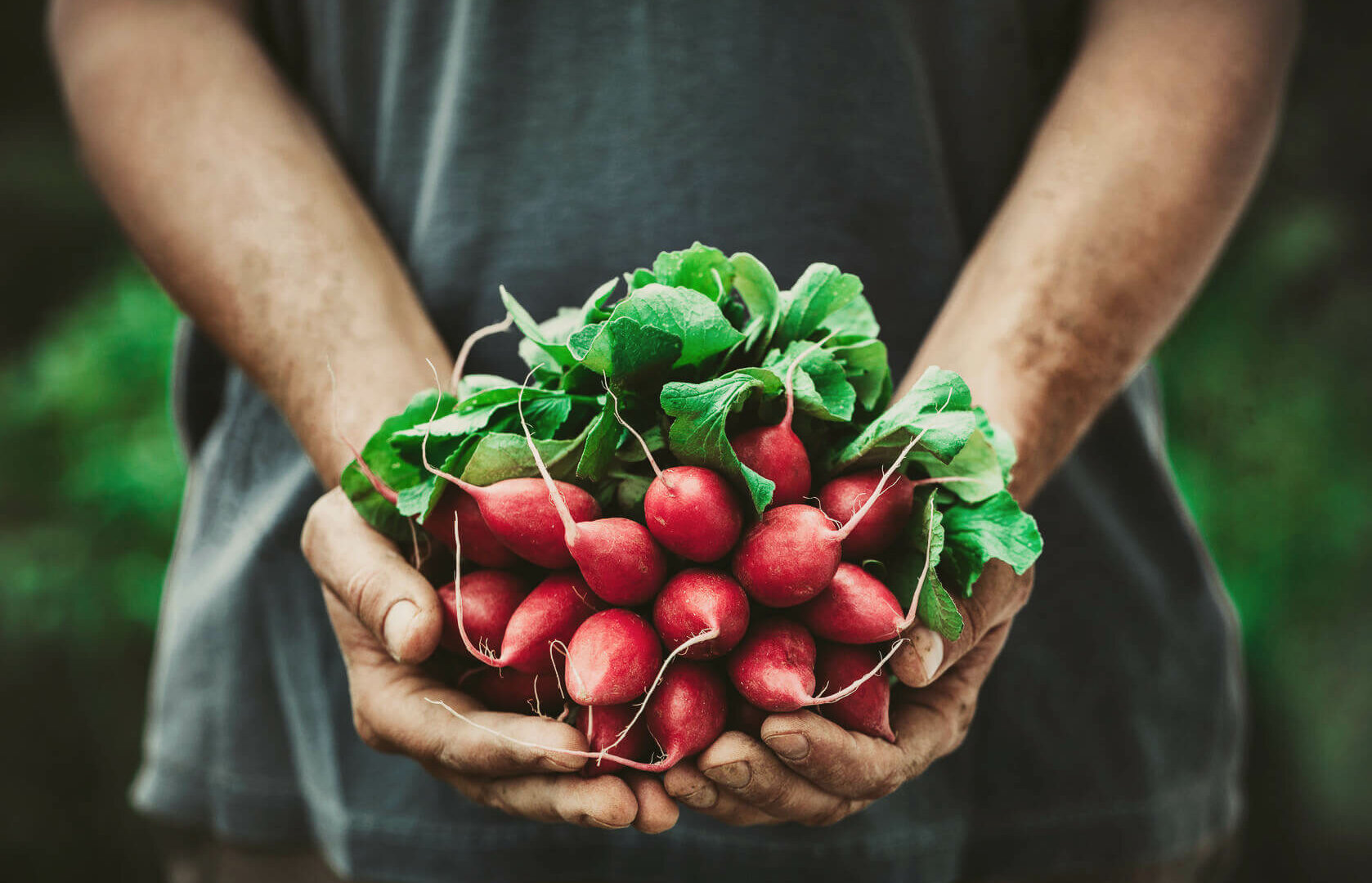Organic Vs Traditional Food Is There A Reason To Shop Organic Biolayne Organic Vs Traditional Food Is There A Reason To Shop Organic Biolayne